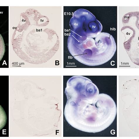 Distribution Of Creb Binding Protein Cbp Transcripts In E95 And