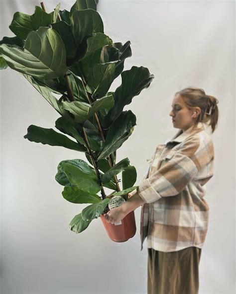 Фикус лирата, артикул F1273960 - 17000 рублей, доставка по городу ...