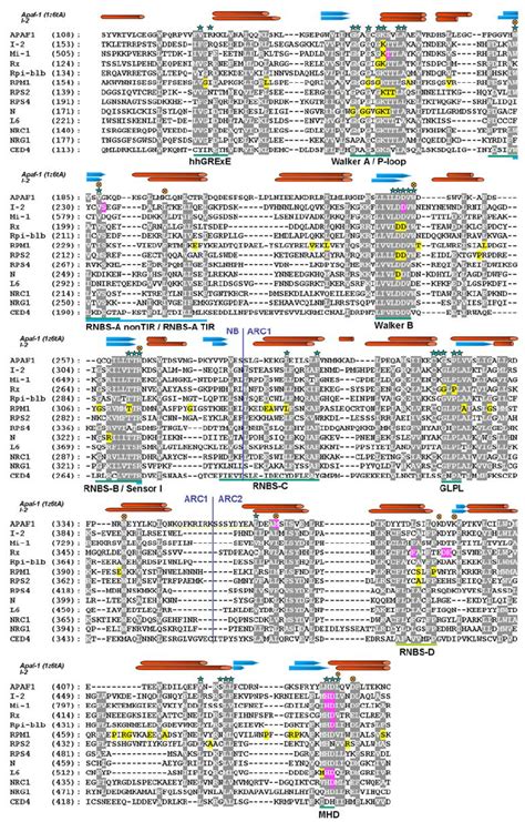 Structure Based Multiple Sequence Alignment Of The Nb Arc1 And Arc2