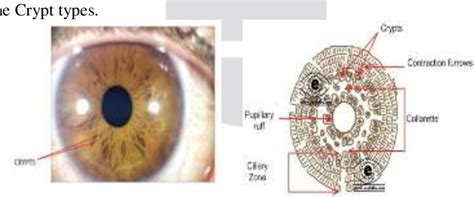Figure 2 From Iris Features Based Gender Classification Using Radial Svm Classifier Semantic