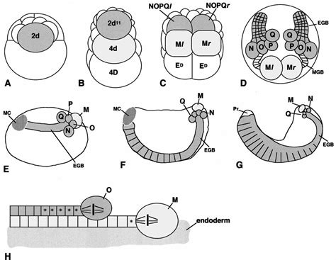 Segmentation In Annelids Cellular And Molecular Basis For Metameric