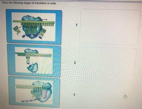 Place The Following Stages Of Translation In Order