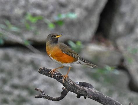 アカハラ アッピ探鳥記2