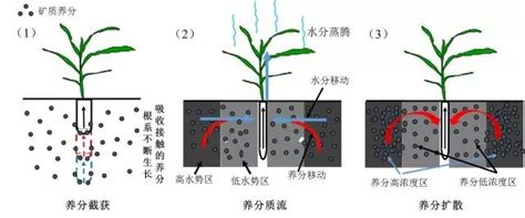 根是如何吸收养分的 江苏思威博生物科技有限公司