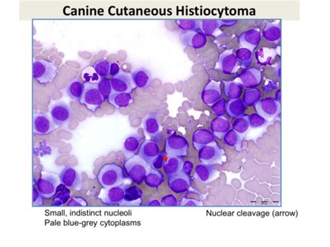 Clin Path Cytology Flashcards Quizlet