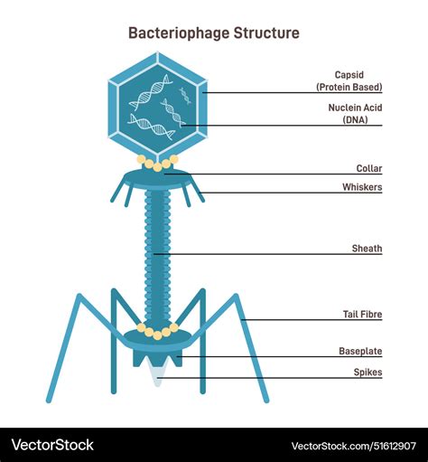 Bacteriophage Structure Microscopic Model Vector Image