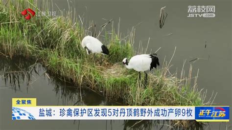 全聚焦丨盐城珍禽保护区发现5对丹顶鹤野外成功产卵9枚 我苏网