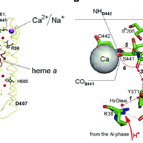The Cation Binding Site In Subunit I Of Cytochrome Oxidase Adapted