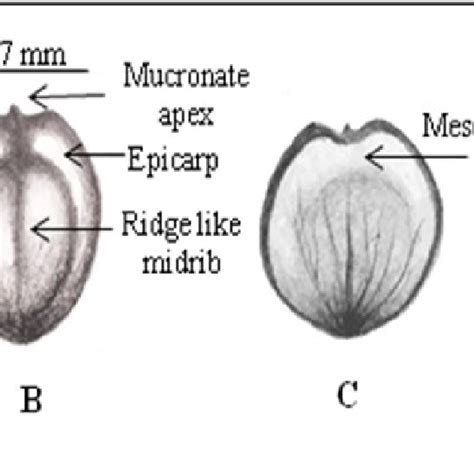 Illustrations Of Different Fruit Parts Of N Arbor Tristis L A And B