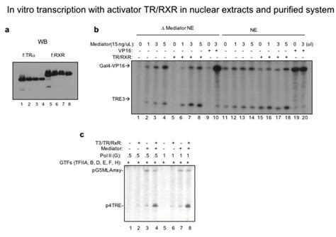 Purification Of Trrxr In Vitro Transcription With Trrxr And