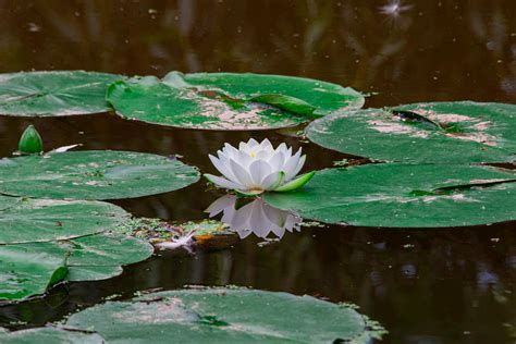 Lilylarimarpics Photos Download The Best Free Lilylarimarpics