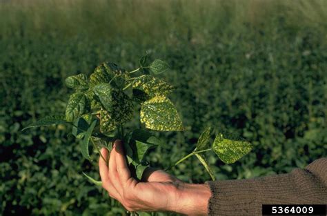 bean common mosaic virus (BCMV) (Potyvirus BCMV ) on common bean ...