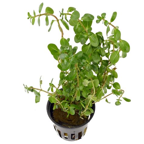 Rotala Macrandra Emersa Rotala Macrandra Green 1 Pot Green