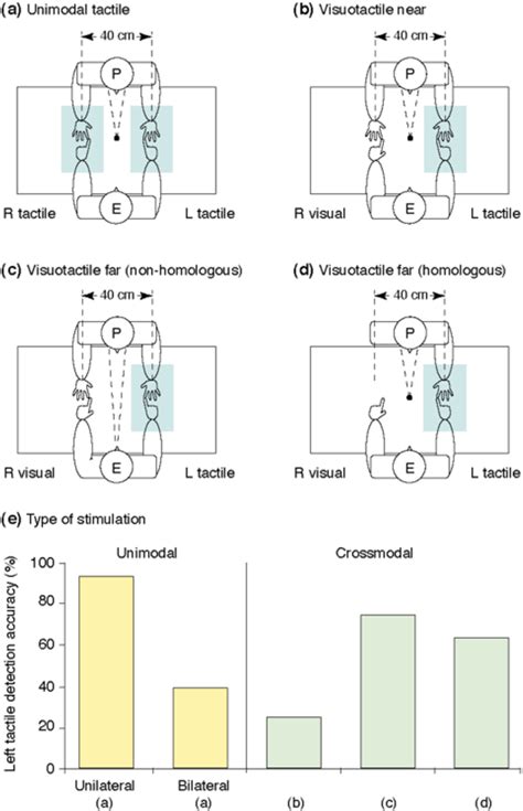 Figure 1 From Peripersonal Space A Multisensory Interface For Body Object Interactions