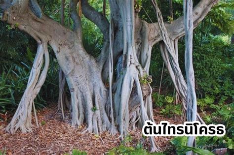 ต้นไทรนิโครธ Ficus Bengalensis L