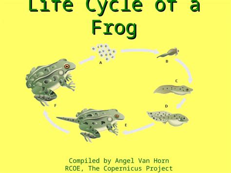 Ppt Life Cycle Of A Frog Compiled By Angel Van Horn Rcoe The Copernicus Project Dokumentips