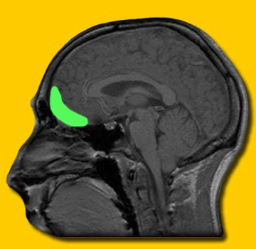 Brain Maps The Orbitofrontal Cortex