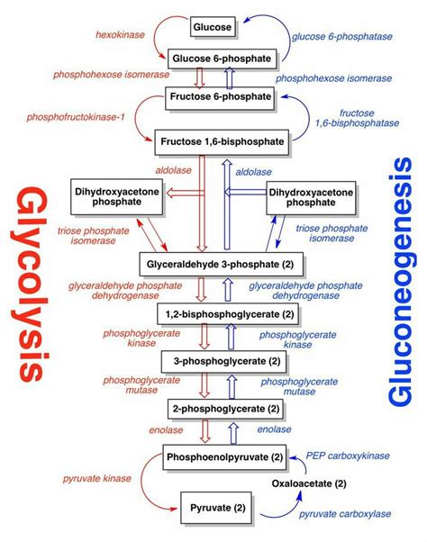 Glycolysis And Gluconeogenesis [ Pyruvate Carboxylase And Fructoss 1 6