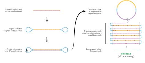 hifi reads with ccs smrt sequencing modes pacbio