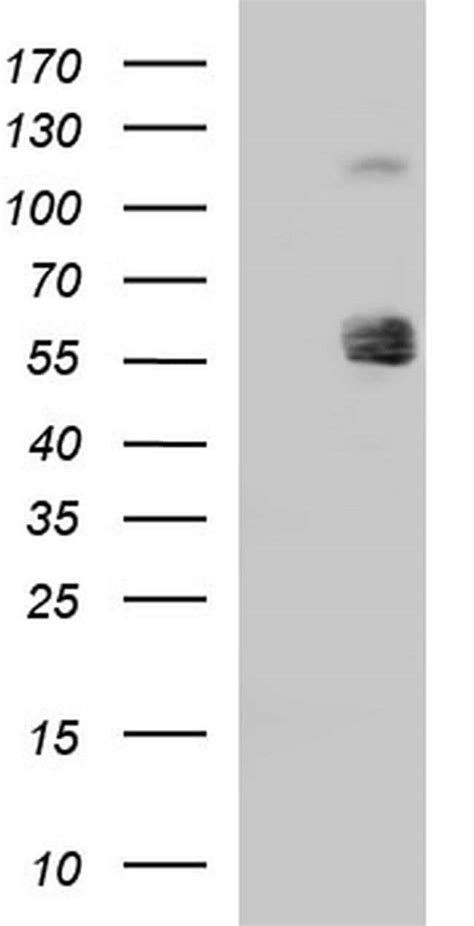 Siglec7 Monoclonal Antibody Oti1g7 Truemab Origene 100 μl Unconjugated Anticuerpos
