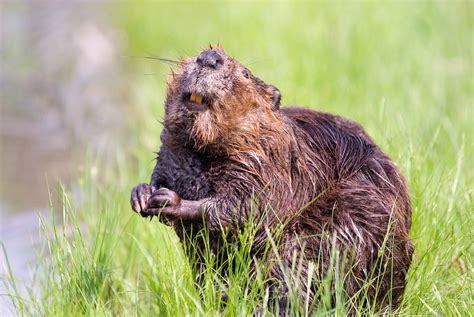 Plus De 400 Photos Gratuites De Castor Et De Ragondin Pixabay