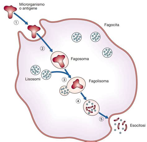 Cellule E Organi Immunocompetenti Lezione 25 Coggle Diagram