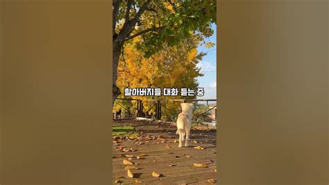 저 자리에서 이것저것 구경 하는걸 좋아하는데 오늘은 할아버지들의 구수한 대화를 듣고 있었어요 ㅎㅎ 은행나무 Youtube