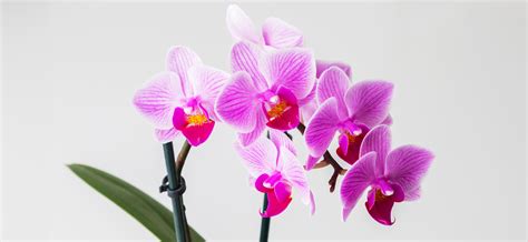 Хлорофитум виды выращивание размножение уход борьба с вредителями