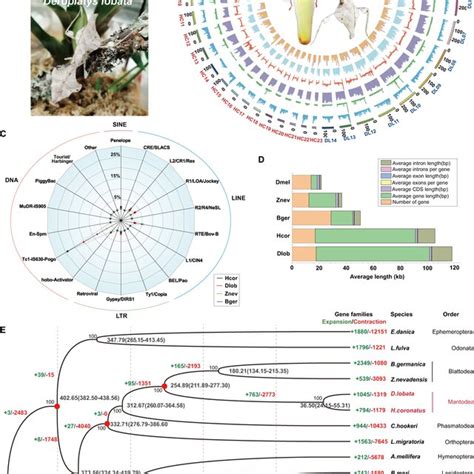3225 Pdfs Review Articles In Mantodea