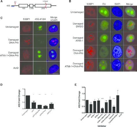 Inhibition Of Nhej Exacerbates Atm Dependent Silencing Of Rdna