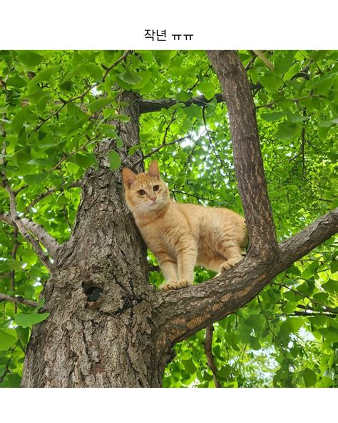 연애하는 고양이 유머 움짤 이슈 에펨코리아