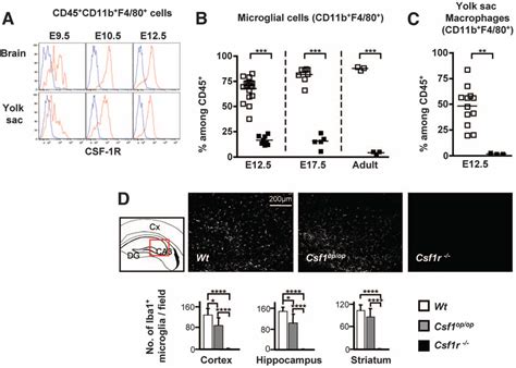 Fate Mapping Analysis Reveals That Adult Microglia Derive From