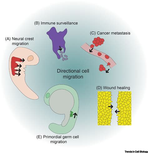 All Roads Lead To Directional Cell Migration Trends In Cell Biology