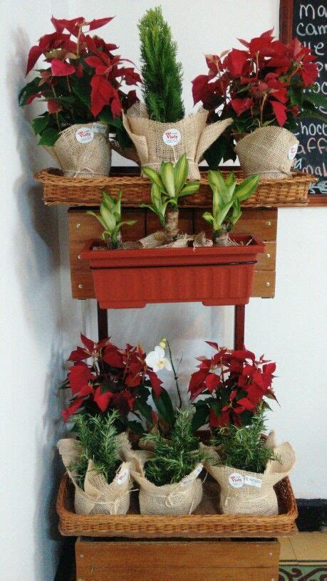 ♲macetas Orgánicas De Madera Para Orquídeas ♻hacer Macetas E0b