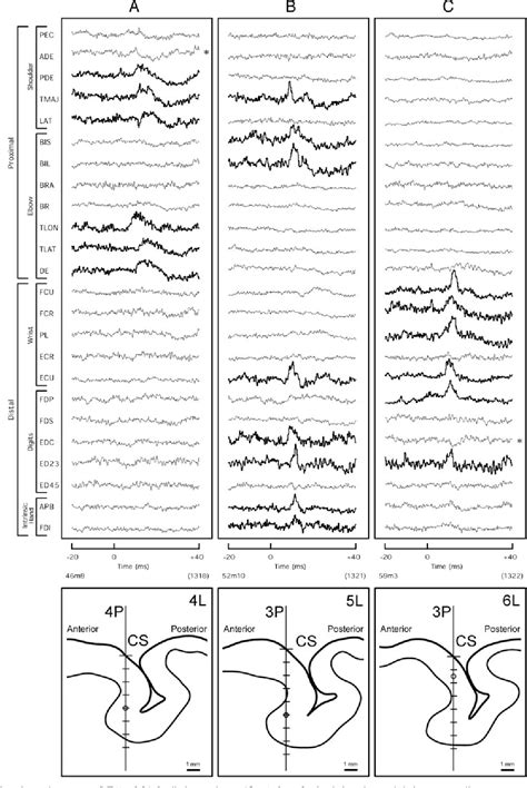 Figure 1 From Properties Of Primary Motor Cortex Output To Forelimb Muscles In Rhesus Macaques