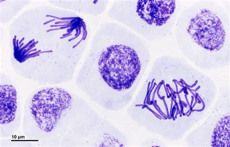Ppt Pembelahan Sel Mitosis Dan Meiosis Porn Sex Picture