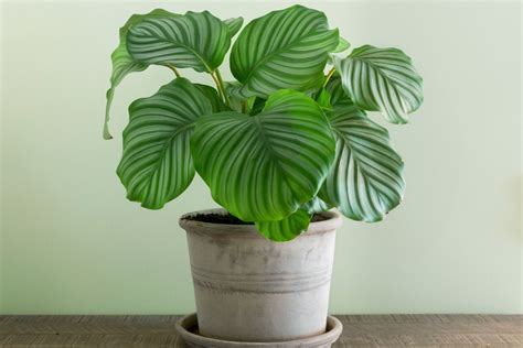 Calathea Orbifolia Care Tips And Propagation Plantura