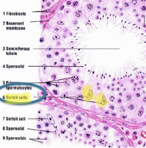 Male And Female Reproductive System Lecture Week 11 Flashcards Quizlet