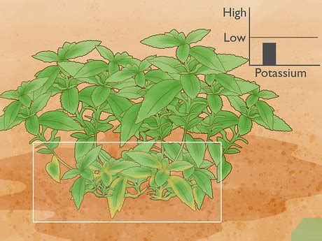 How To Use Potash In The Garden Your Questions Answered