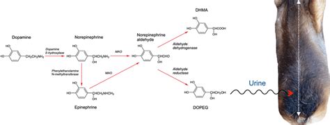 Metabolic Pathway Of Catecholamines From Precursor Dopamine Leading To