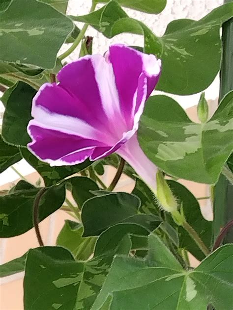 始発2レ 鉄人57号のブログ