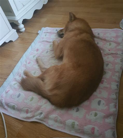 진이언니🐕 On Twitter 우리 아가야 멈머