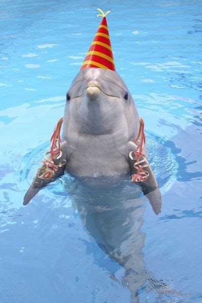 Dolphin Happy Birthday Meme 50 Koleksi Gambar