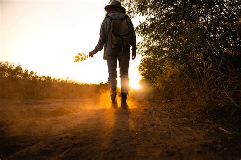모자를 쓰고 배낭을 가진 한 여성 그녀는 석양이 될 때 노란 잎을 손에 들고 있다 숲에 대한 스톡 사진 및 기타 이미지 숲 후면 실루엣 Istock