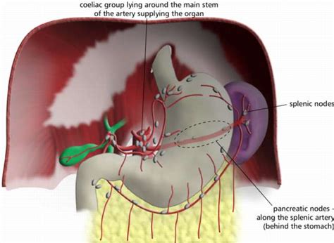 Rcsi Drawing Stomach Lymphatic System And Drainage English Labels