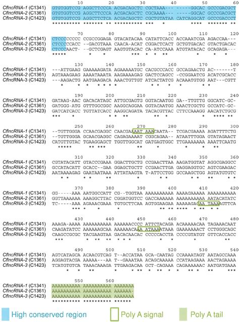 Alignment Of Selected Protein Non Coding Rnas Cflncrnas By Clustalw Download Scientific