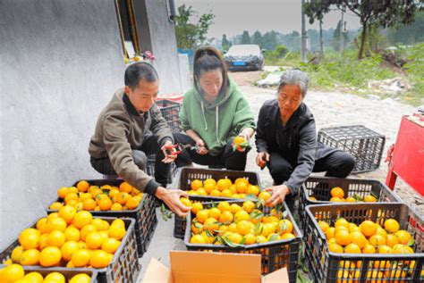 丰收到 村民笑 种植 甘蔗 龙石镇