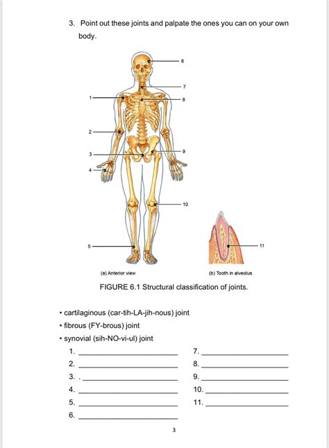 Solved Identify The Functional Classification Of Joints Identify The