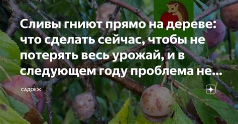 Сливы гниют прямо на дереве что сделать сейчас чтобы не потерять весь урожай и в следующем