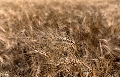 Promoting The Adoption Of Sustainable And Regenerative Agriculture Practices In Our Strategic